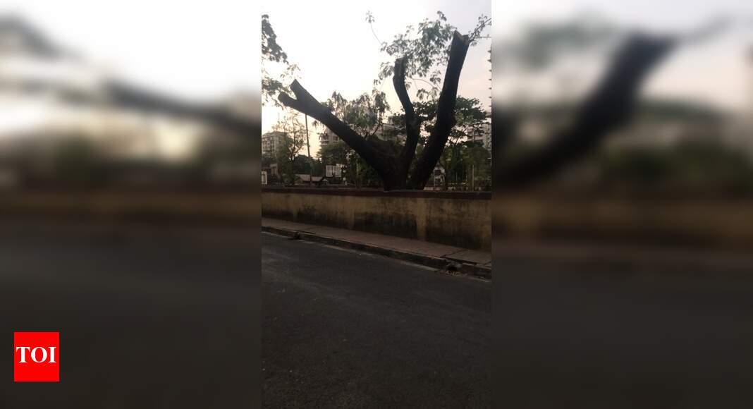 Hack Trees and report it as pruning - Times of India