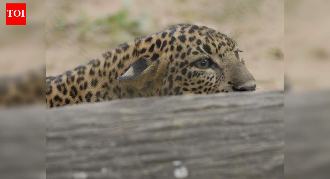 Man-Animal Conflict: SGNP leopards prey on strays, cut rabies risk ...