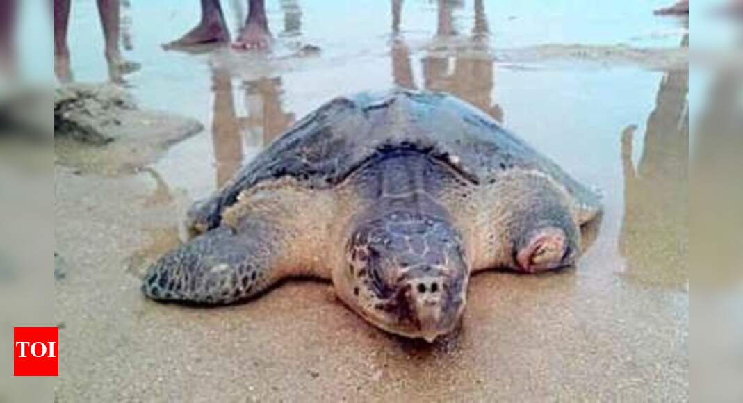 Bengal: Turtles nearly extinct in the wild found in north Bengal temple ...