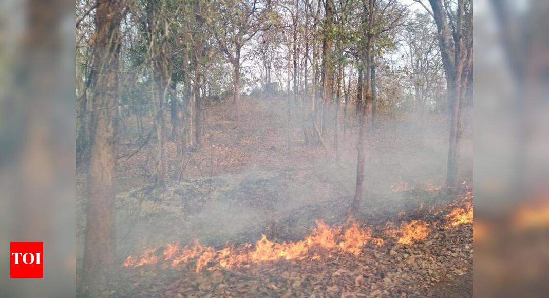 Ahead of tendu season, Gondia forests on fire | Nagpur News - Times of ...