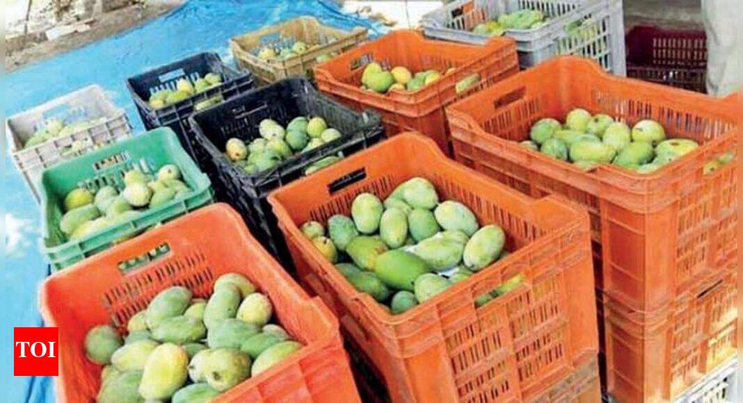 Kesar To Get Dearer This Summer: Hafoos, kesar to get dearer this ...