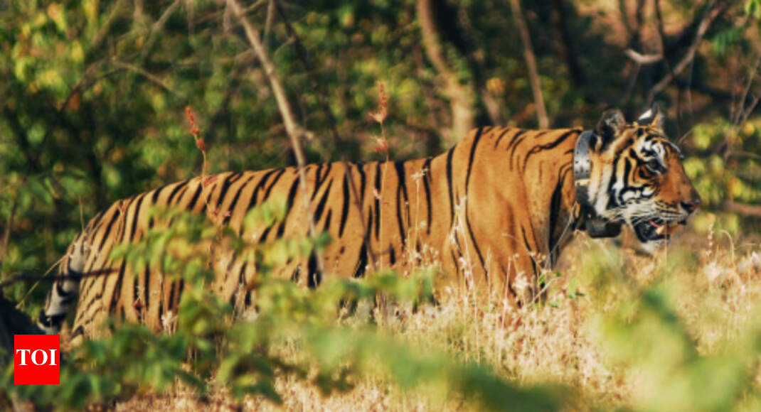 Ranthambore National Park: Ranthambhore loses its ‘Star’, 2 tigers dead ...
