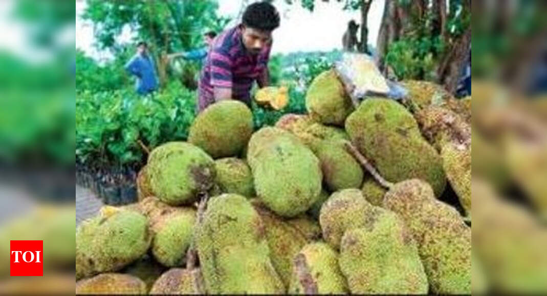 Kerala: Jackfruit declared as Kerala's official fruit | India News ...