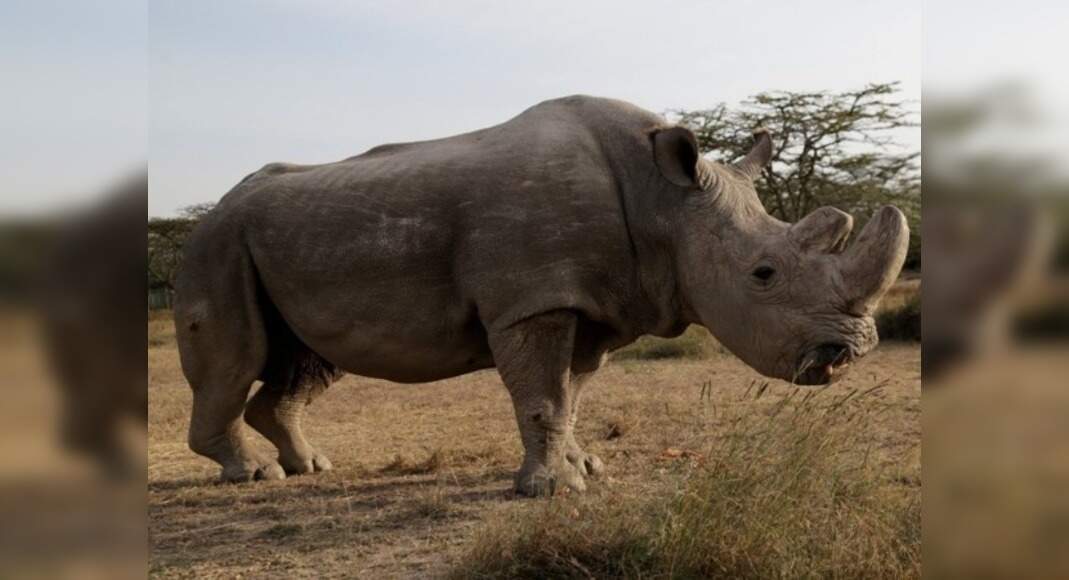 The world's last male northern white rhino, Sudan dies and the Internet ...