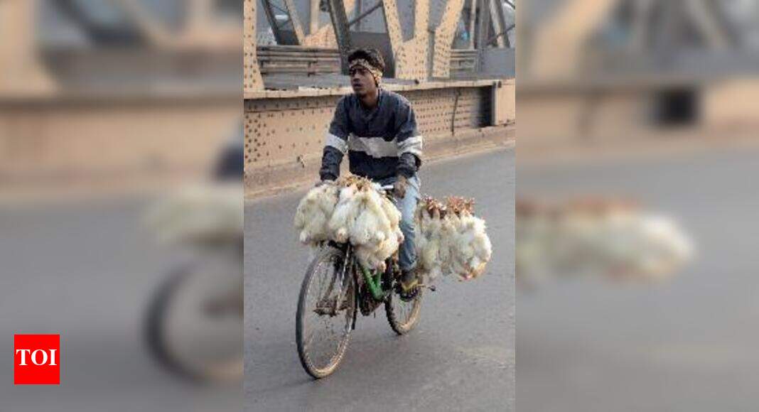 KMC-JU tie-up to test chicken samples from Kolkata markets - Times of India