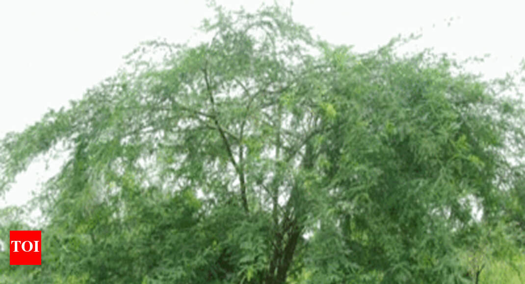 Call to weed out exotic trees | Trichy News - Times of India