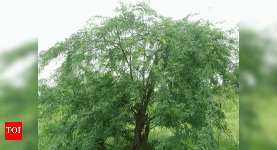 Call to weed out exotic trees | Trichy News - Times of India