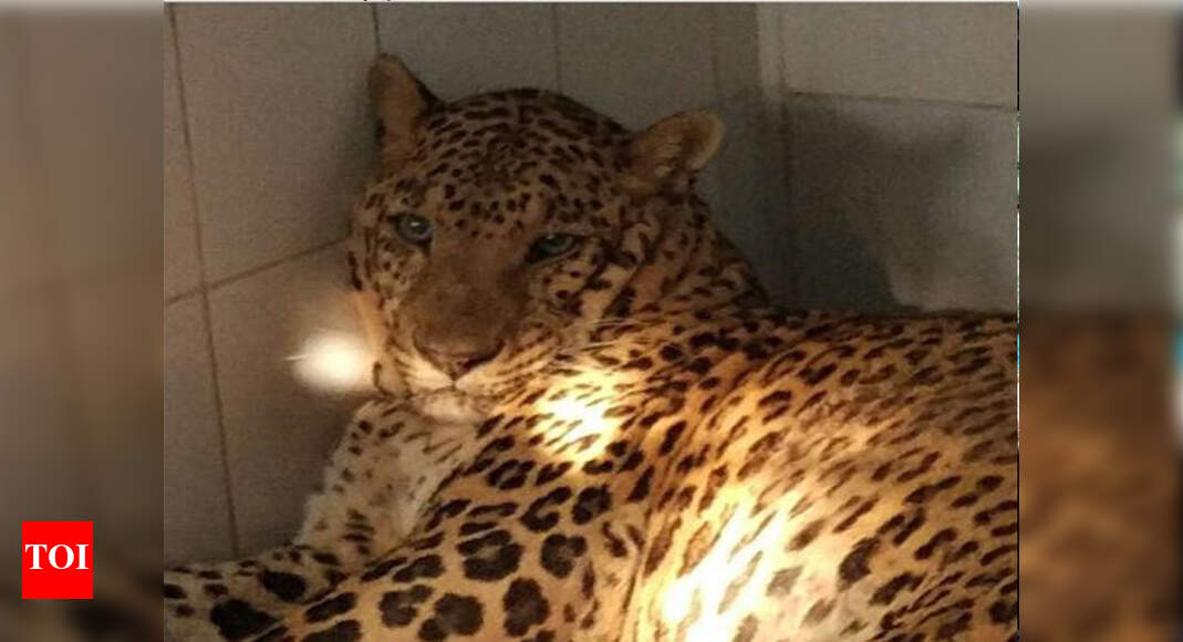 Leopard enters house, tranquilised | Jaipur News - Times of India
