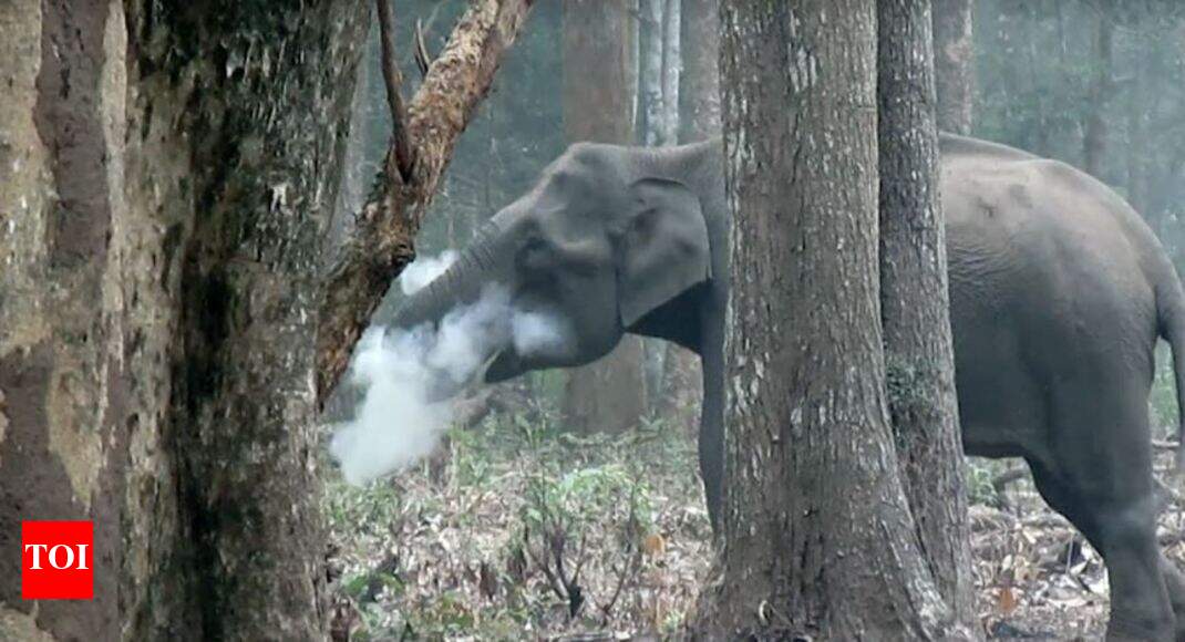 'Smoking' elephant from Karnataka's Nagarahole National Park baffles ...