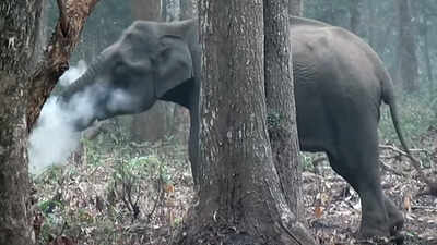 'Smoking' elephant from Karnataka's Nagarahole National Park baffles ...