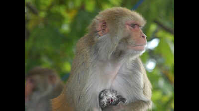 60 monkeys die in a week, forest department suspects poisoning by ...