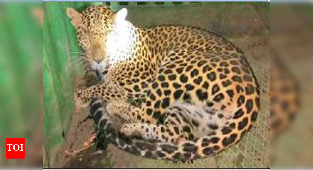 Death in the wild: On trail of a spotted killer | Bhopal News - Times ...