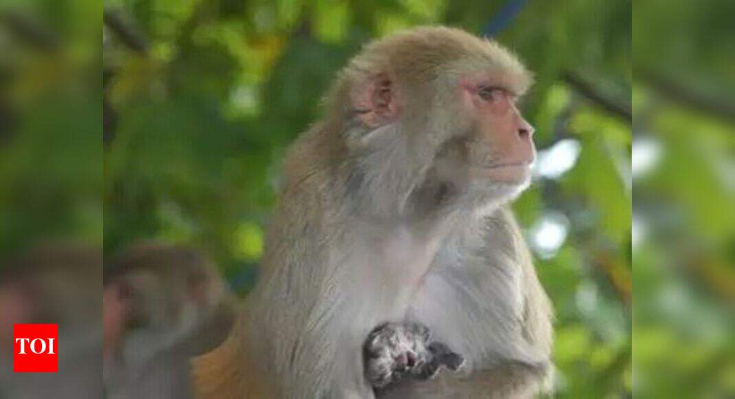 Monkey snatches 16-day-old infant in Cuttack village | Cuttack News ...