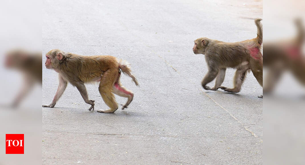 Forest department urged to tackle monkeys | Bhubaneswar News - Times of ...