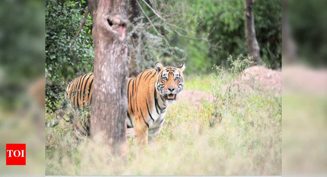 Bareilly: DFO confirms tiger pugmarks in Bareilly’s defunct rubber ...
