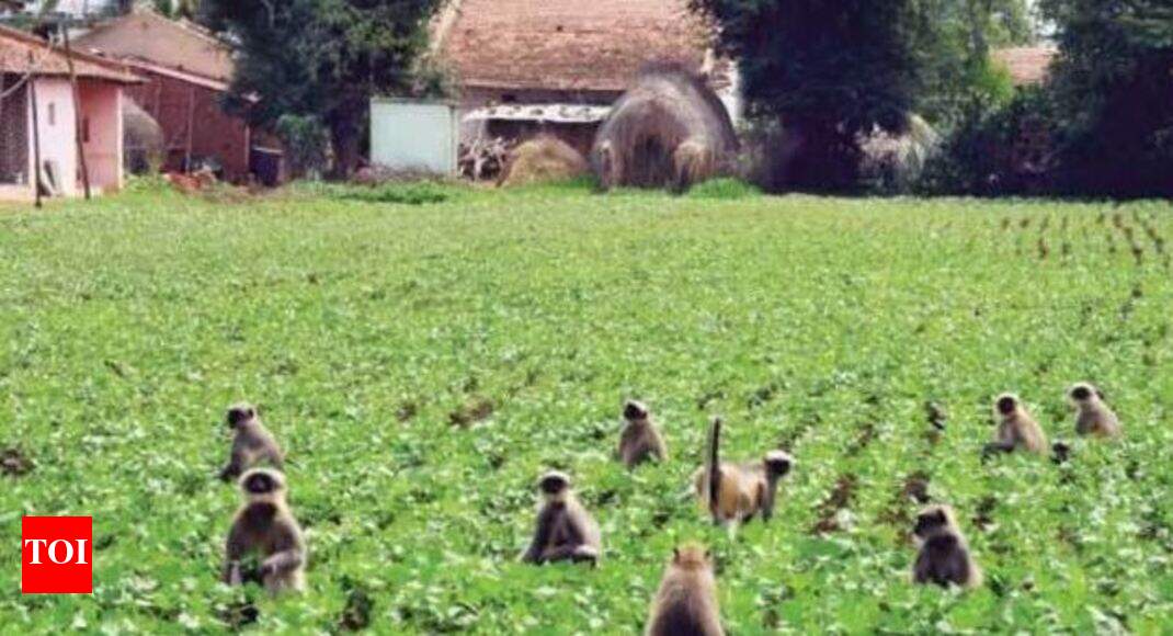 Telangana monkey menace: Hyderabad: Telangana panel moots Rs 30-cr plan ...