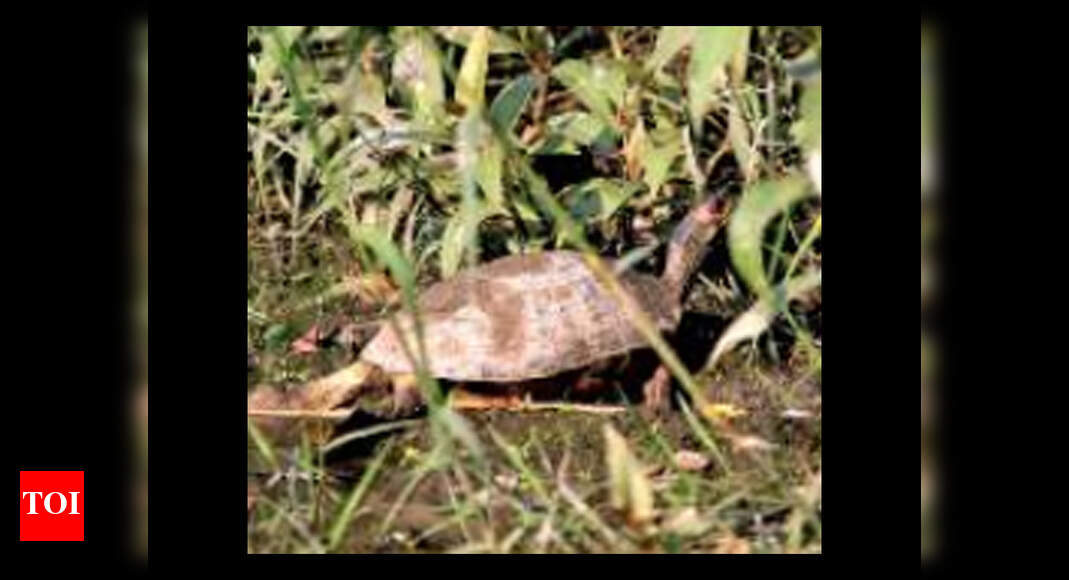 New breeding ground for roofed turtles in North Bengal | Kolkata News ...