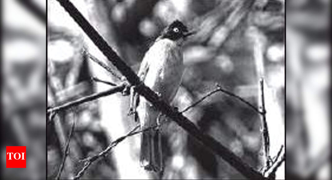 Nanora: Elusive state bird makes Nanora its home | Goa News - Times of ...