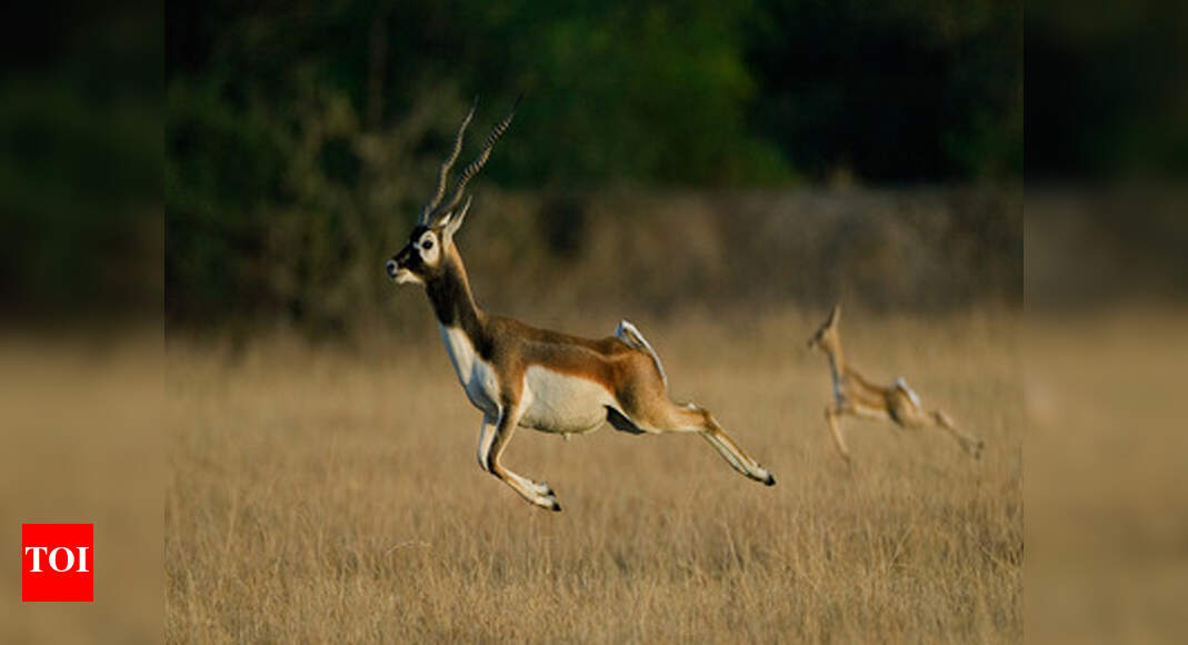 Blackbuck Poaching Cases: Blackbuck poaching cases in MP crawling since ...