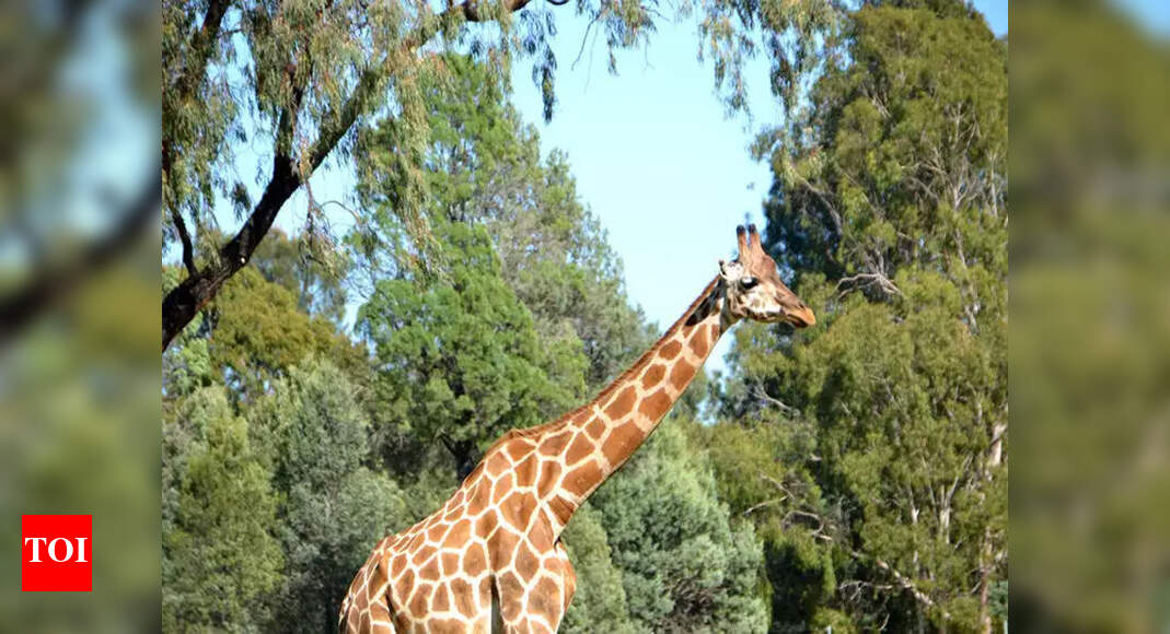 Alipore Zoo: Giraffe falls into moat, asphyxiates at zoo in Vandalur ...