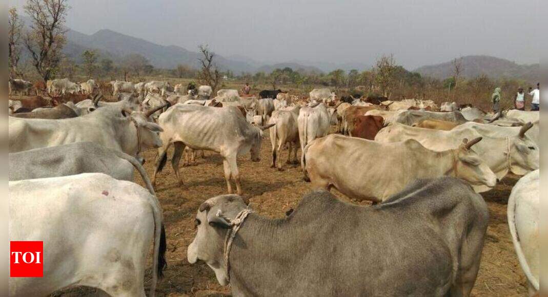 17 cattle smugglers held in Tamar, 208 bulls rescued | Ranchi News ...
