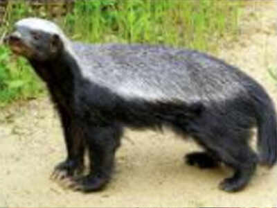 Sri Lankamalleswara Sanctuary: Caught on camera: Rare Honey badger ...