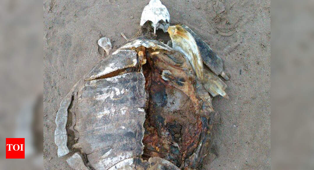 Ridley: Mumbai: Olive Ridley turtle found dead at Aksa | Mumbai News ...