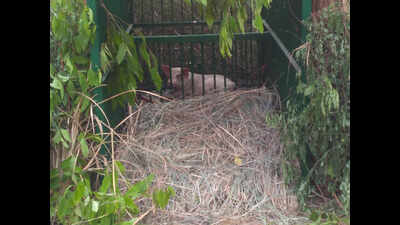Tiger: Cage with prey placed in rubber factory to nab tiger | Bareilly ...