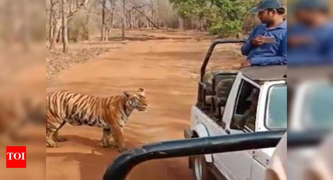 Tigress MAYA: Watch: Tourists' close encounter with tigress Maya at ...