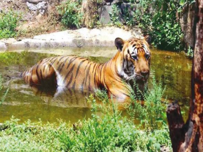 As mercury soars, tigers chill out at national park; concerned vets and ...