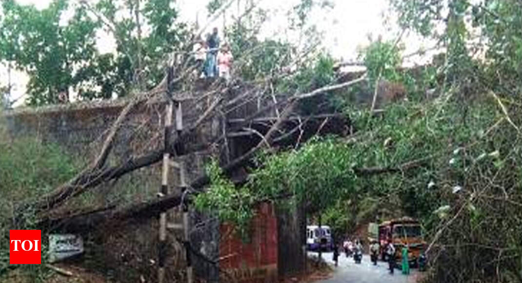 Konkan Railway Corporation Limited: 1 killed, 2 injured as tree falls ...
