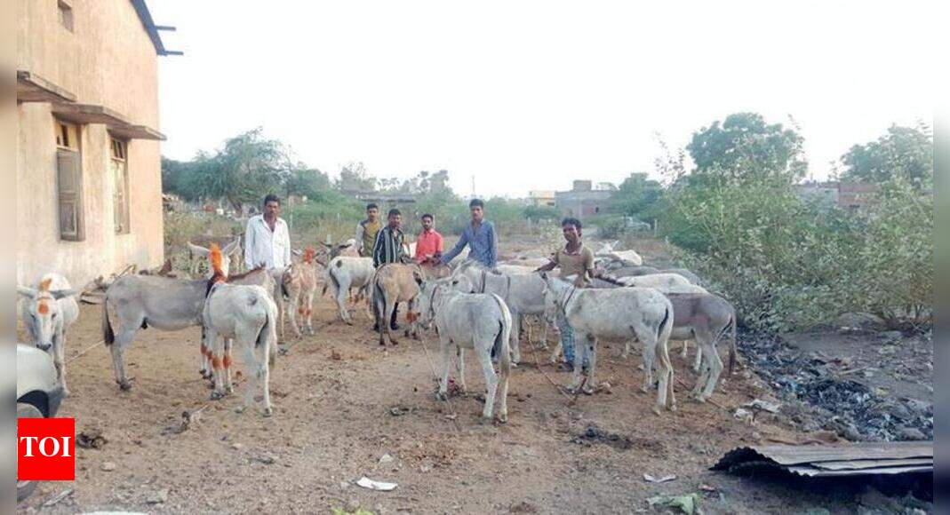 Stalemate continues over using donkeys for transport | Vadodara News ...