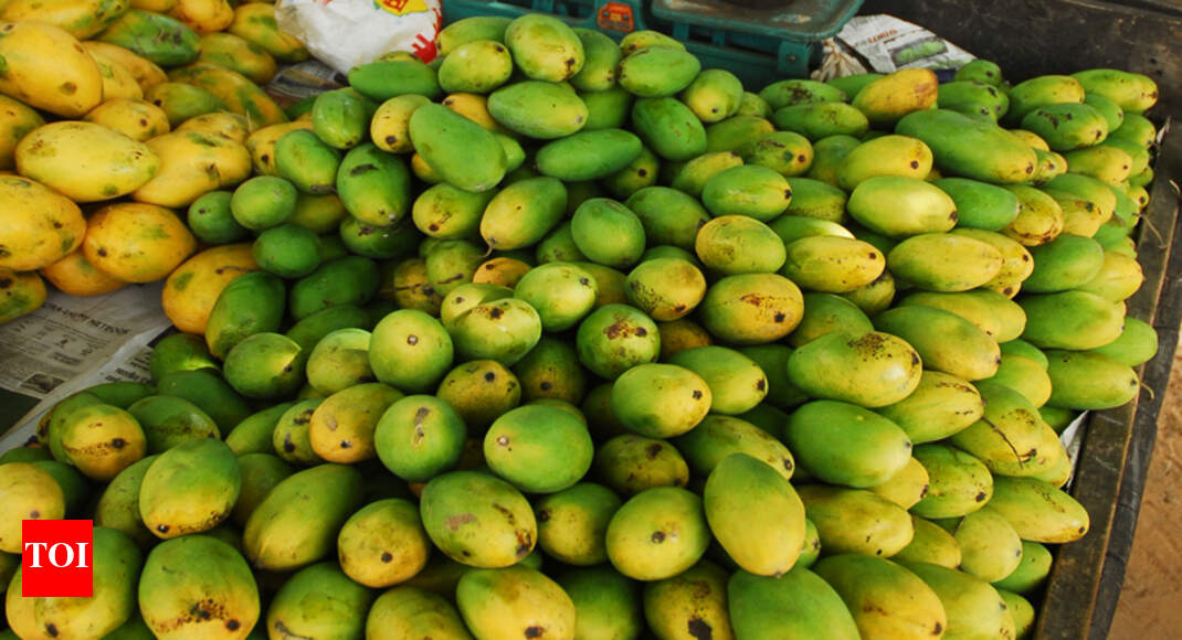 Mango prices likely to increase by 30% | Jaipur News - Times of India