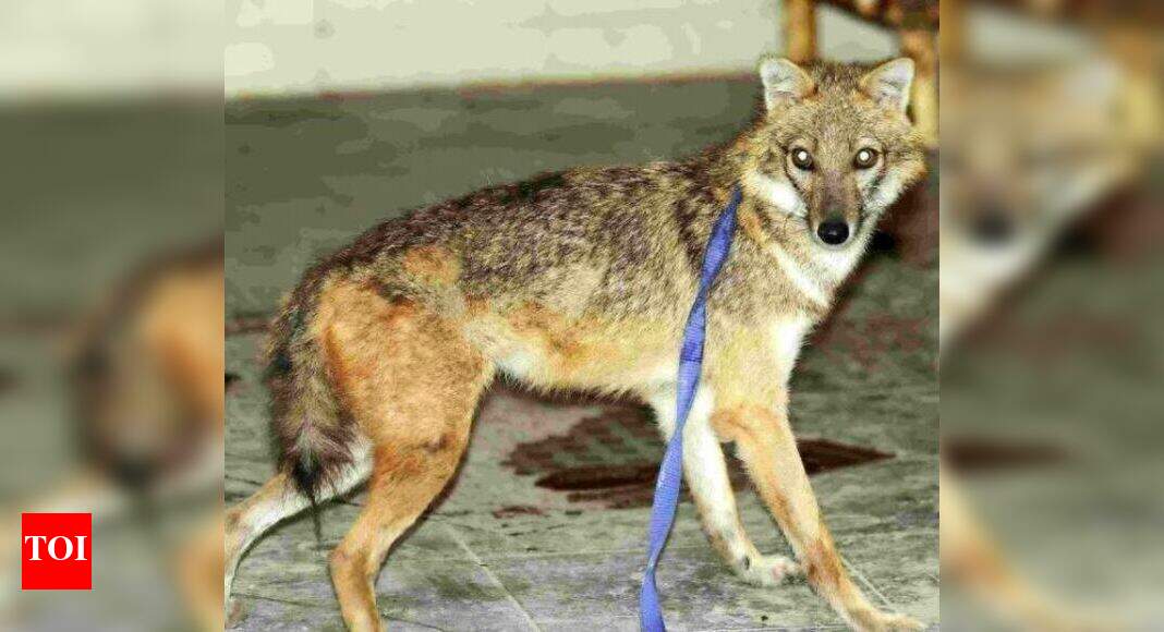 Jackal: Jackal set to leave Mumbai hospital 5 months after it injured ...