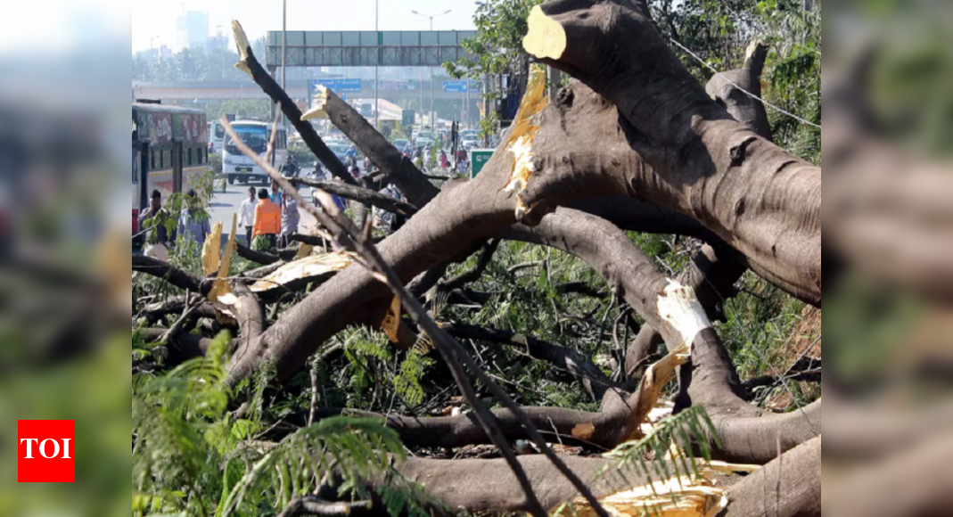 10 trees cut to improve visibility of hoarding | Bengaluru News - Times ...