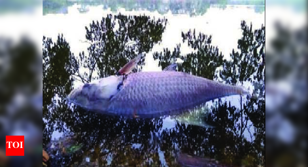 Mysuru: Hundreds of fish found dead in Mysuru lake | Mysuru News ...