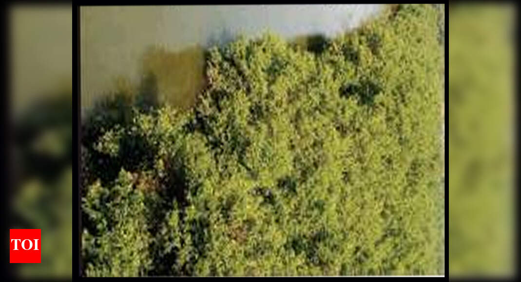 Goa State Biodiversity Board: Ray of hope for Curtorim’s flora, fauna ...