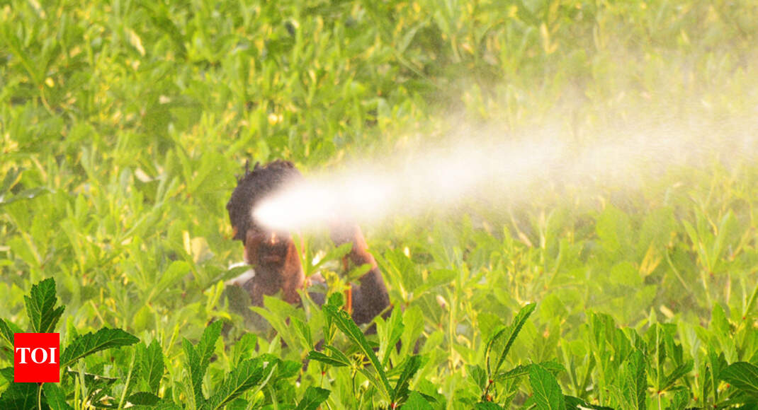 rice: Etapalli farmers return to indigenous rice varieties | Nagpur ...