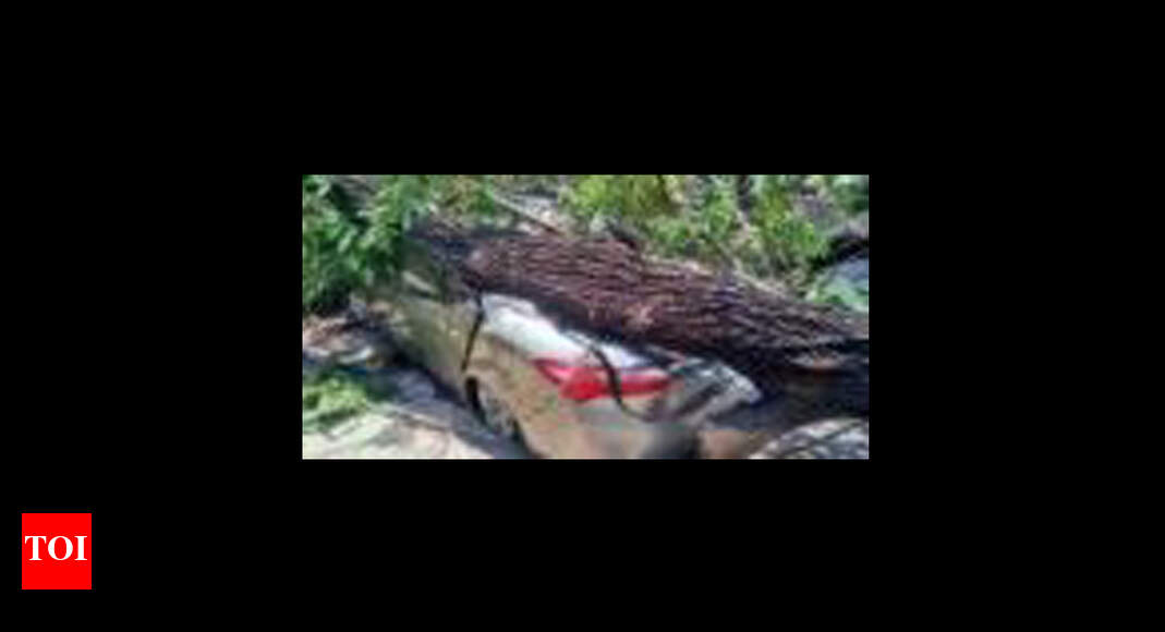 Squall uproots over 200 trees; banyans top list | Kolkata News - Times ...