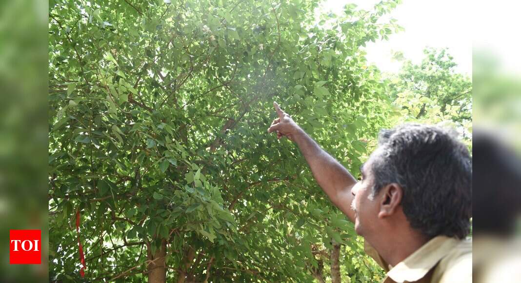 When Neermathalam bloomed | Kochi News - Times of India