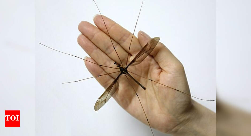 Giant mosquito with 11.15cm wingspan found in China - The Times of India