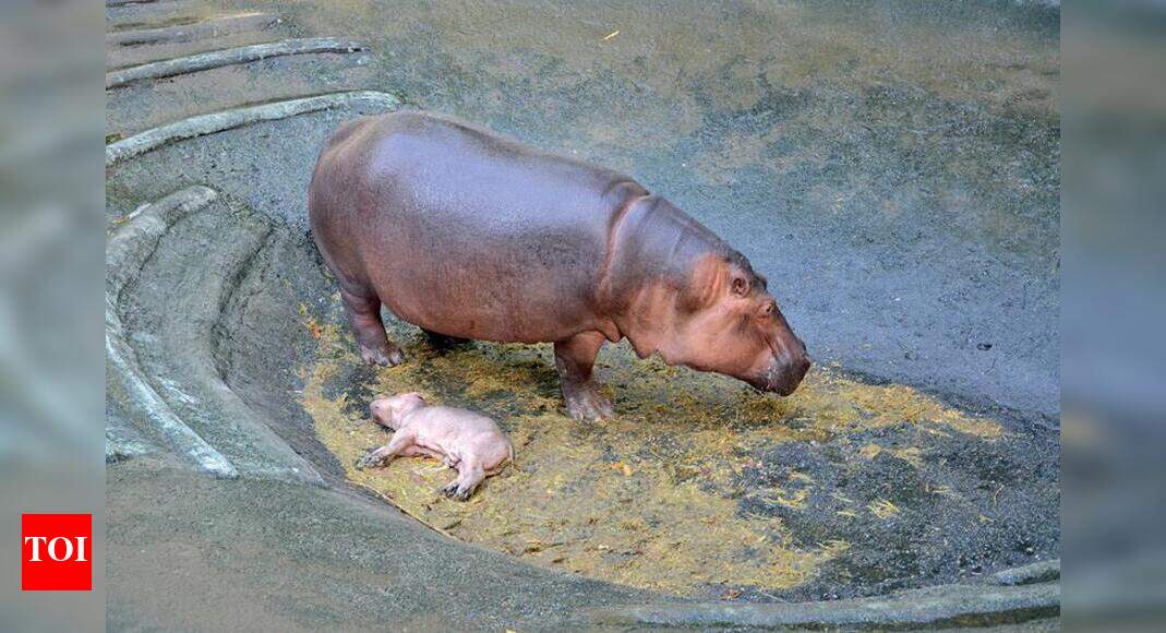 New born hippo calf dies in zoo | Vadodara News - Times of India