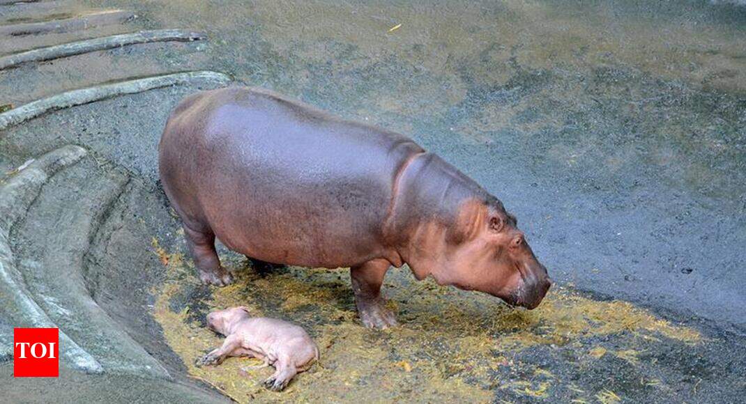 New born hippo calf dies in zoo | Vadodara News - Times of India
