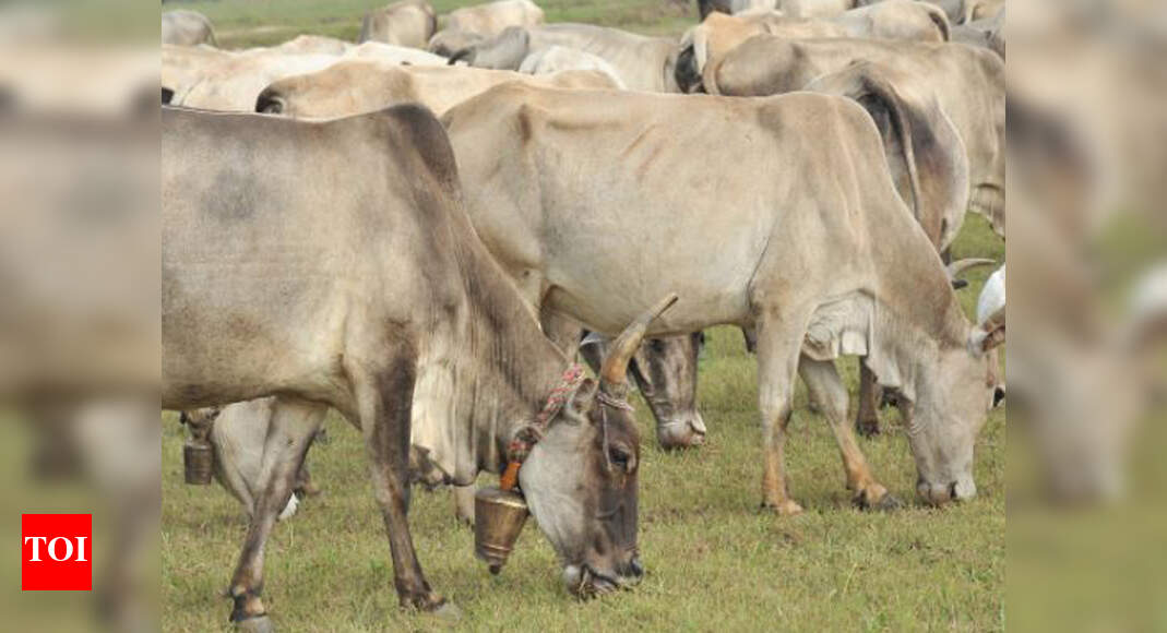 With 27,000 cattle, dairy owners say they have nowhere to go | Meerut ...