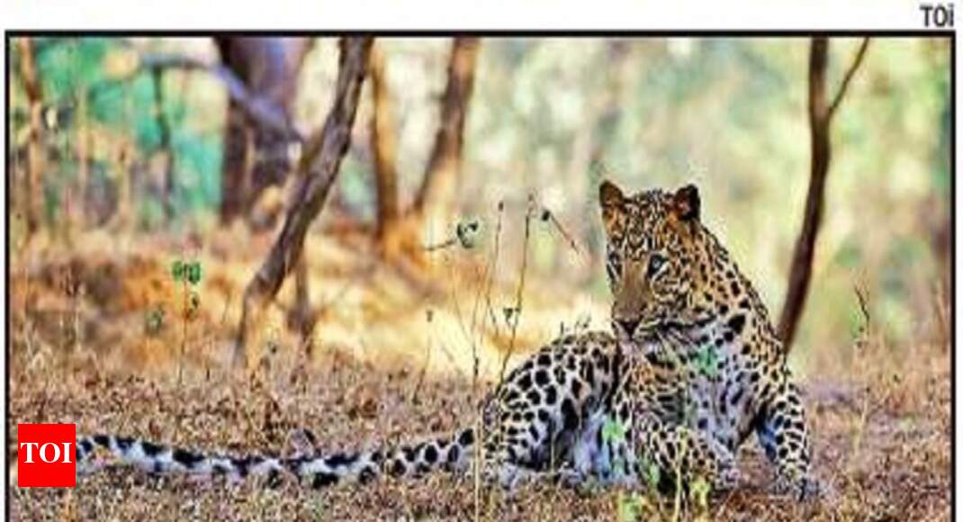 15 camera traps installed at Jhalana | Jaipur News - Times of India