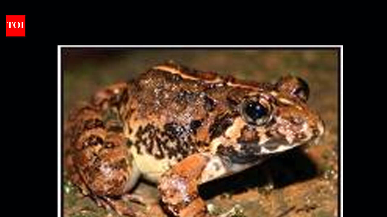 New species of frog on list of Goa’s amphibians | Goa News - The Times ...