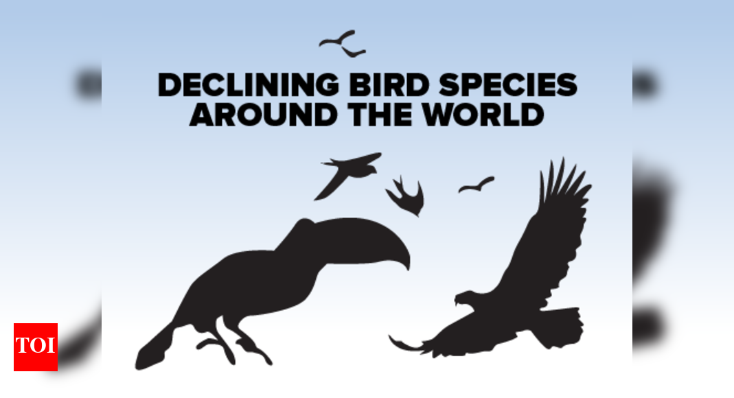 Infographic: One in 8 bird species under threat of extinction - Times ...