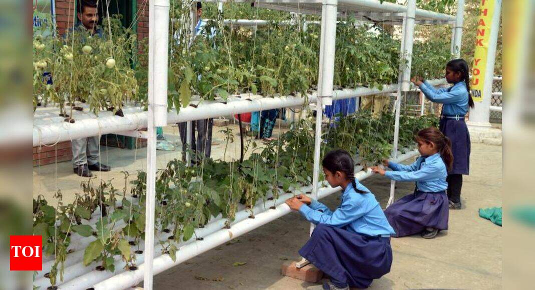With 2,500 plants, kids grow soil-less garden in school | Gurgaon News ...
