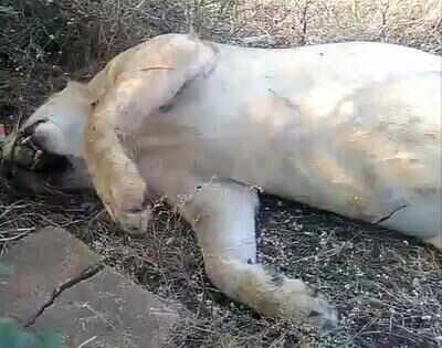 Lion found death in Krakach | Rajkot News - Times of India