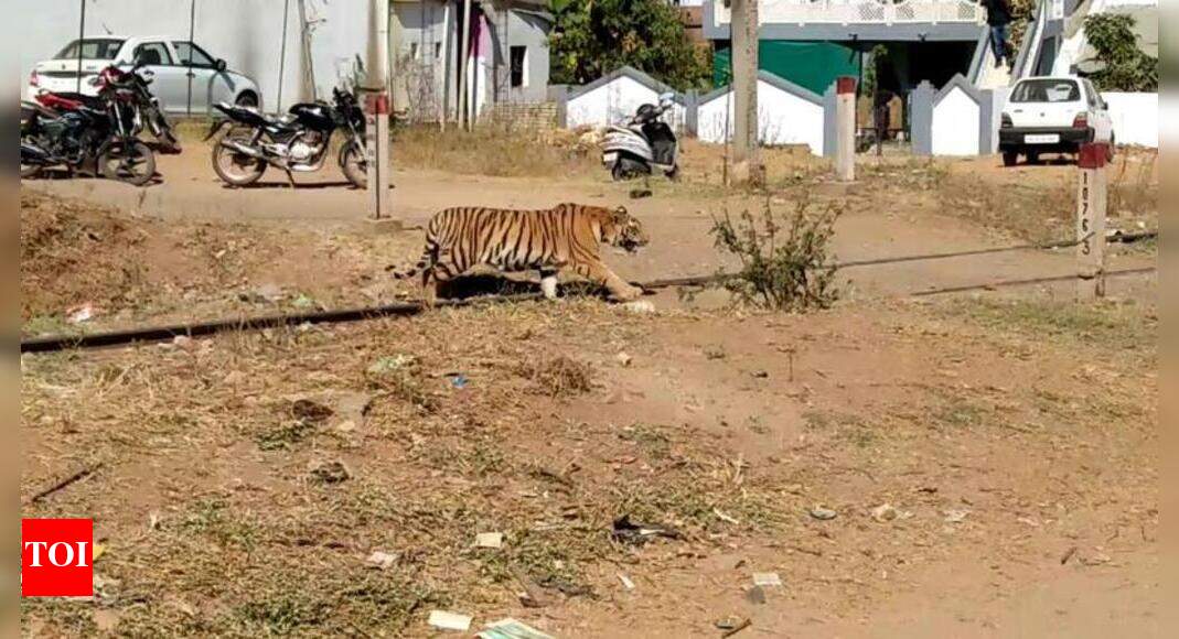 Tiger attacks 60-yr-old near Pandharkawda | Nagpur News - Times of India